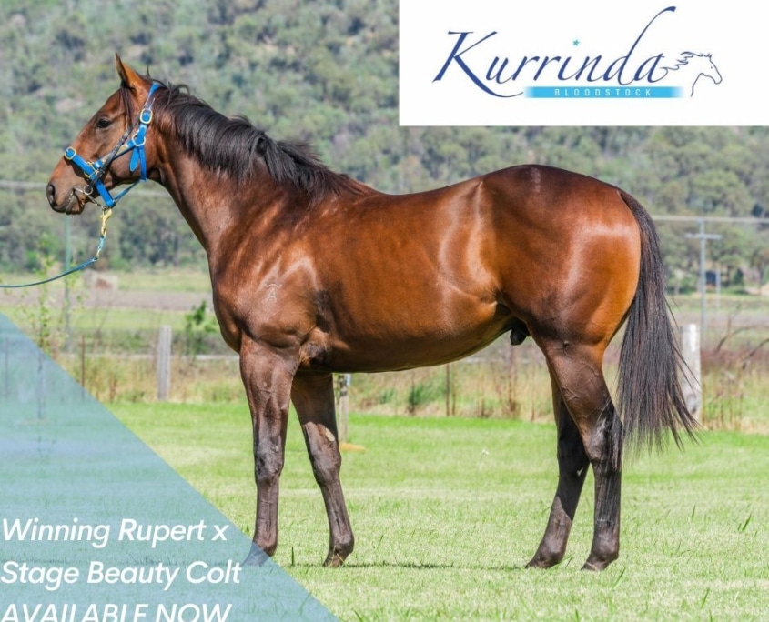 About Our Racehorse Syndications | Kurrinda Bloodstock
