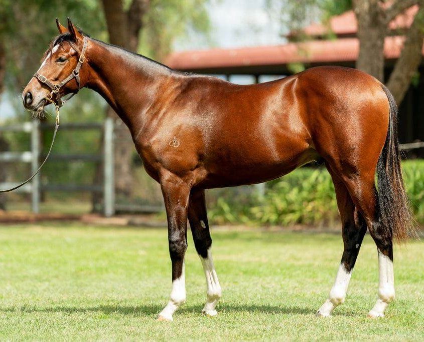 Home to The Hunter Valley's Kurrinda Bloodstock Syndications