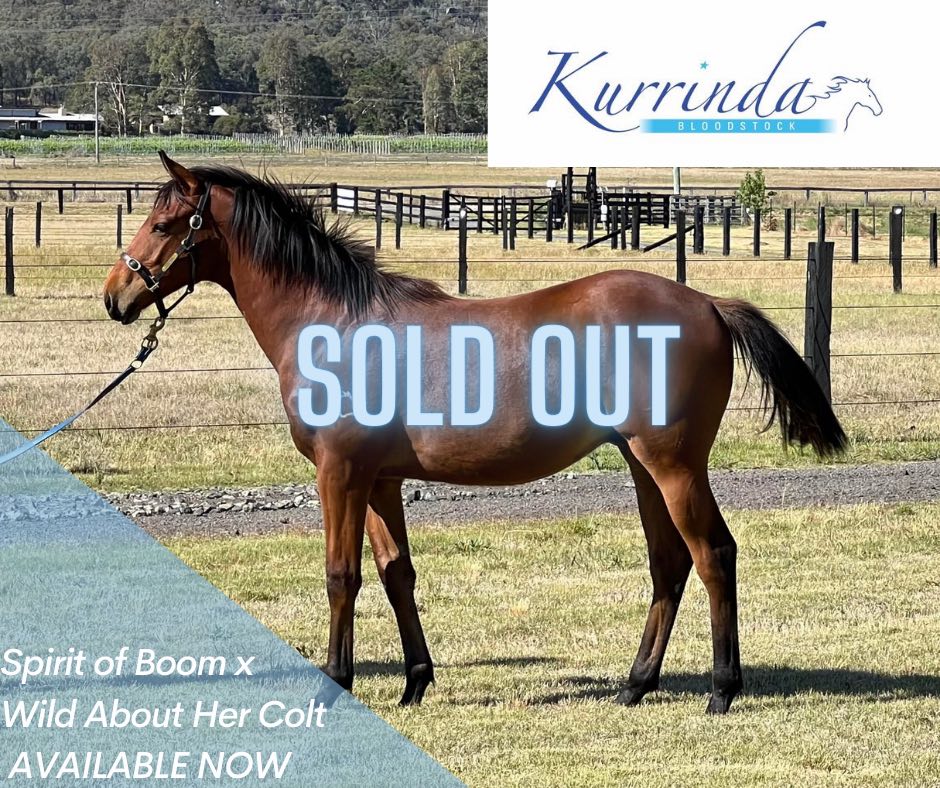 Spirit of Boom x Wild About Her Colt | Kurrinda Bloodstock